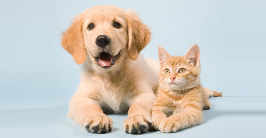 Ektoparaziti – VetasDar